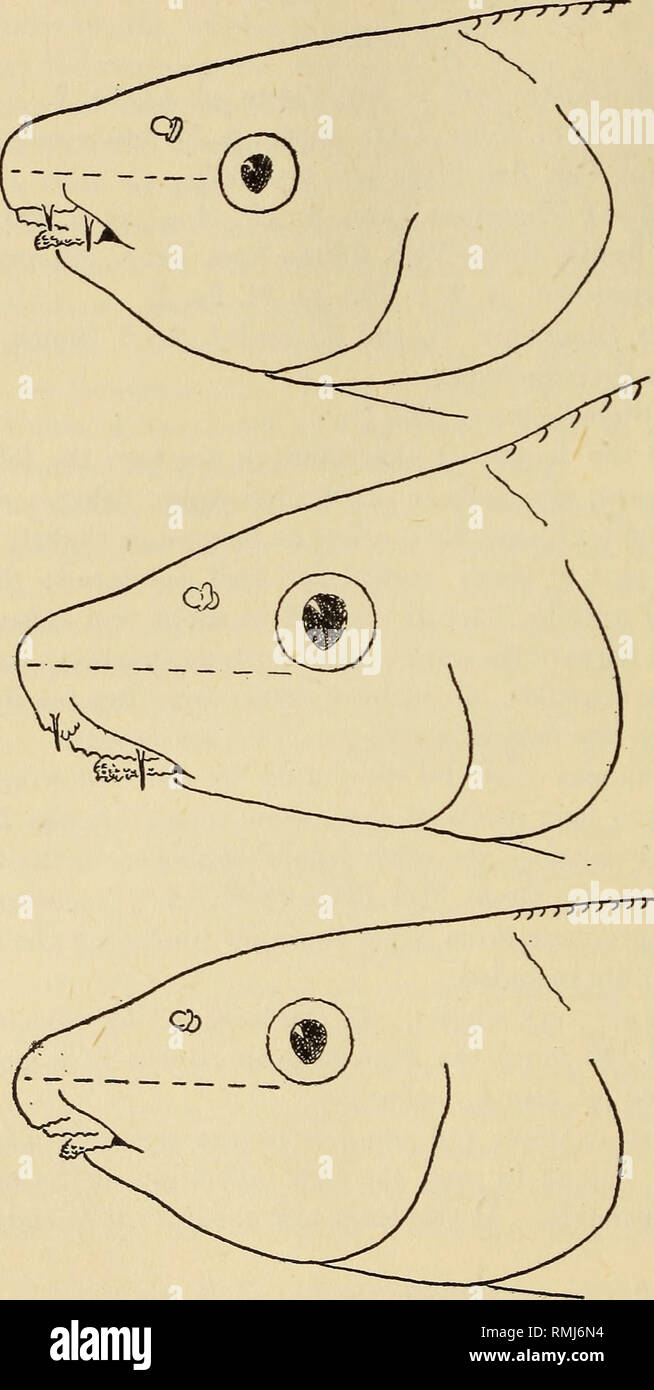 Labeo umbratus hi-res stock photography and images - Alamy