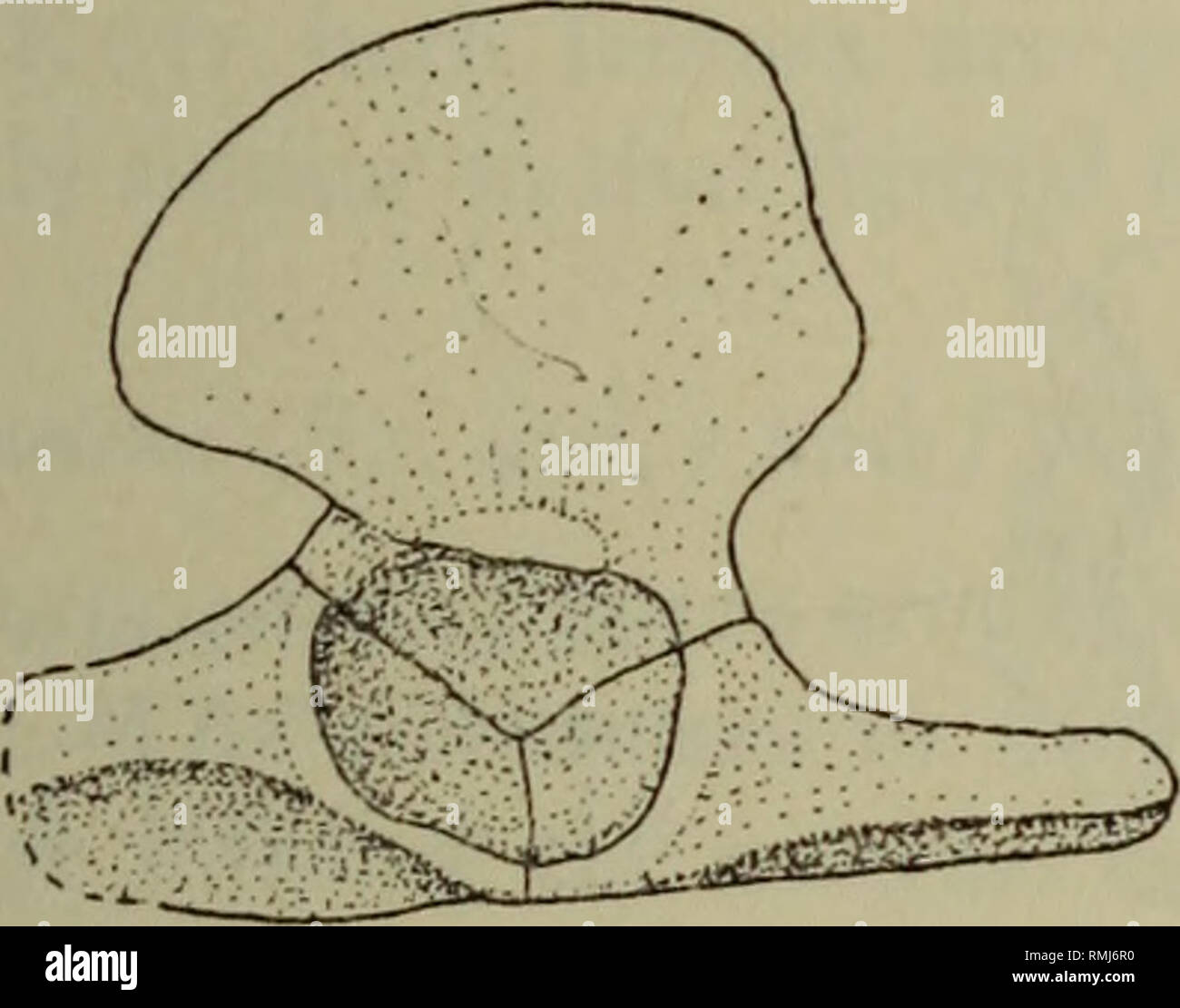 . Annals of the South African Museum. Annale van die Suid-Afrikaanse ...