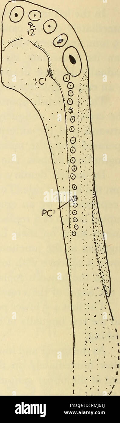 . Annals of the South African Museum = Annale van die Suid-Afrikaanse ...