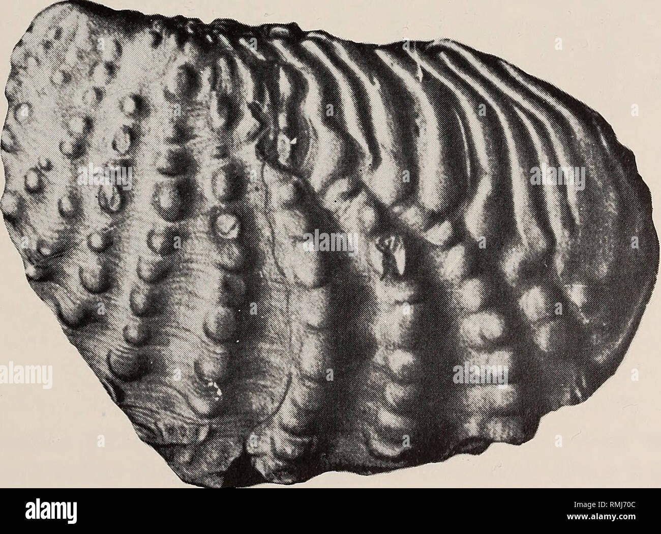 . Annals of the South African Museum = Annale van die Suid-Afrikaanse ...
