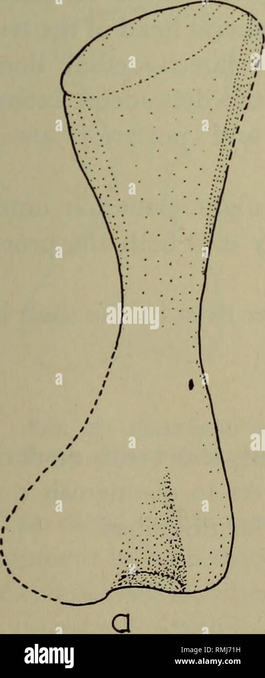 . Annals of the South African Museum. Annale van die Suid-Afrikaanse ...