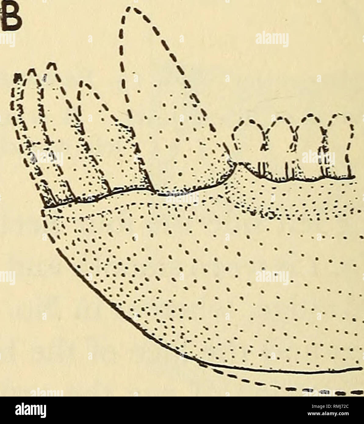 Jonkeria hi-res stock photography and images - Alamy