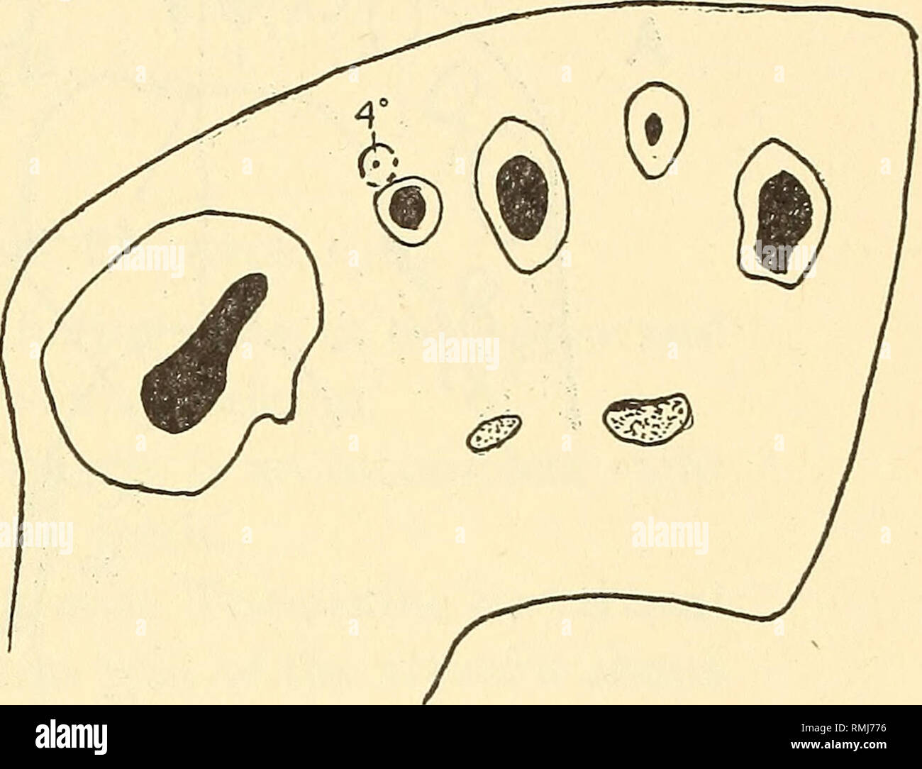 . Annals of the South African Museum = Annale van die Suid-Afrikaanse ...