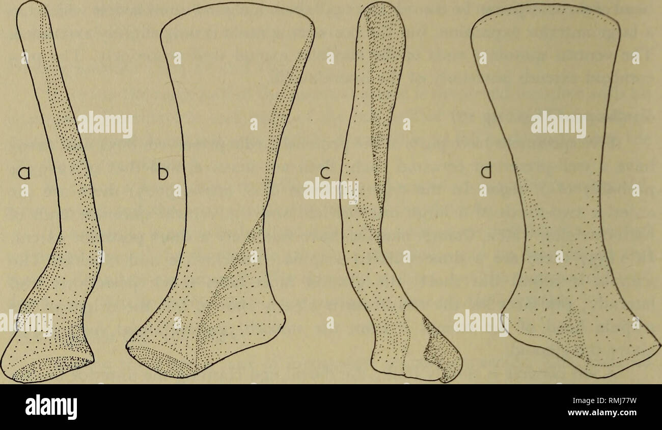 . Annals of the South African Museum. Annale van die Suid-Afrikaanse ...