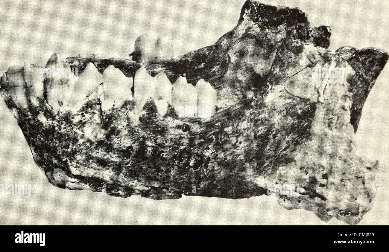 . Annals of the South African Museum = Annale van die Suid-Afrikaanse ...