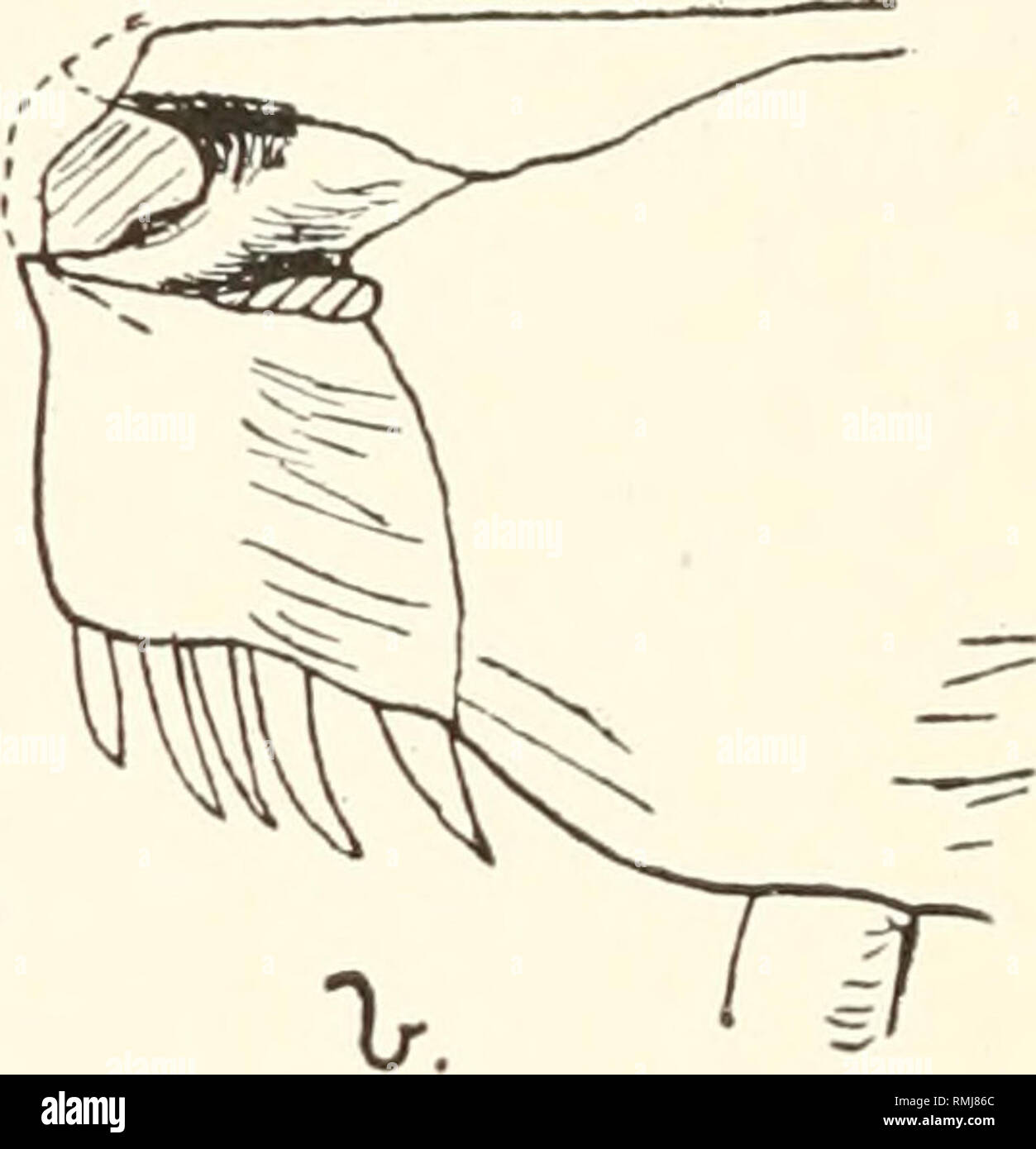 Occipital Condyle Bird