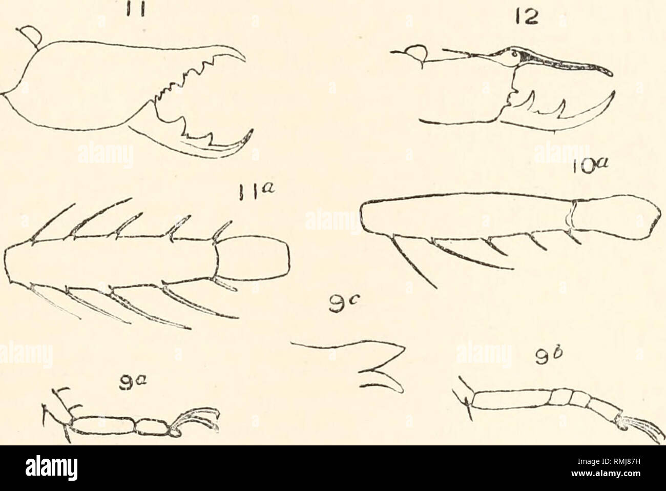 . Annals of the South African Museum. Annale van die Suid-Afrikaanse ...