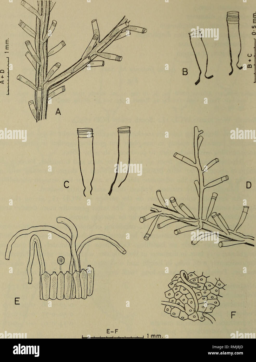 . Annals of the South African Museum. Annale van die Suid-Afrikaanse ...