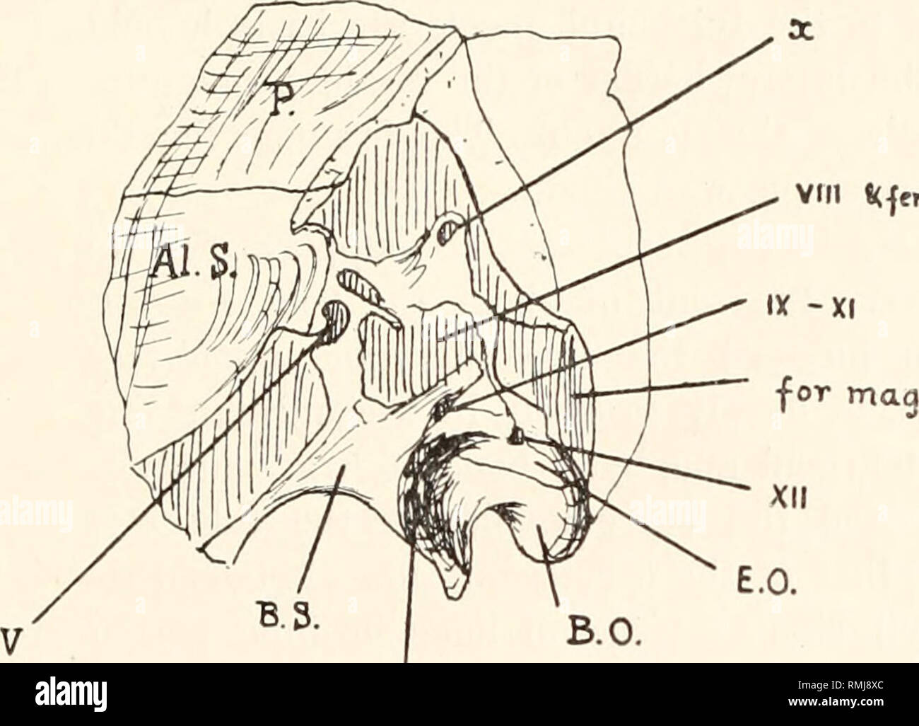Squamosal suture of parietal bone hi-res stock photography and images ...