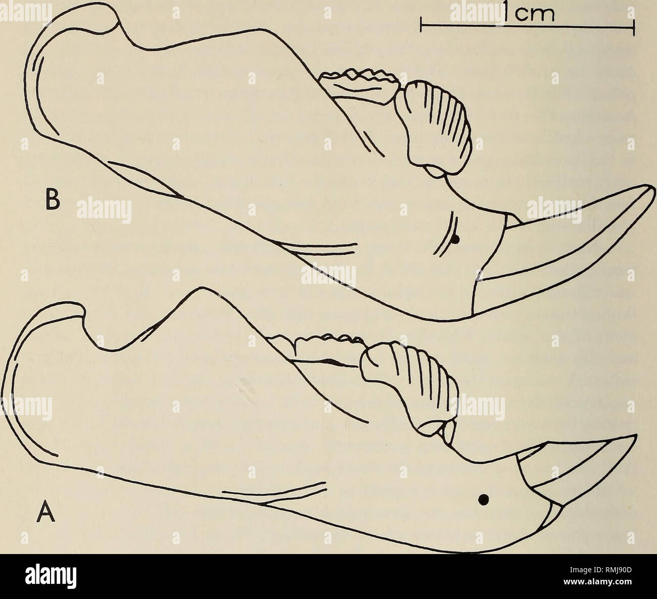 Nemegtbaatar gobiensis hi-res stock photography and images - Alamy