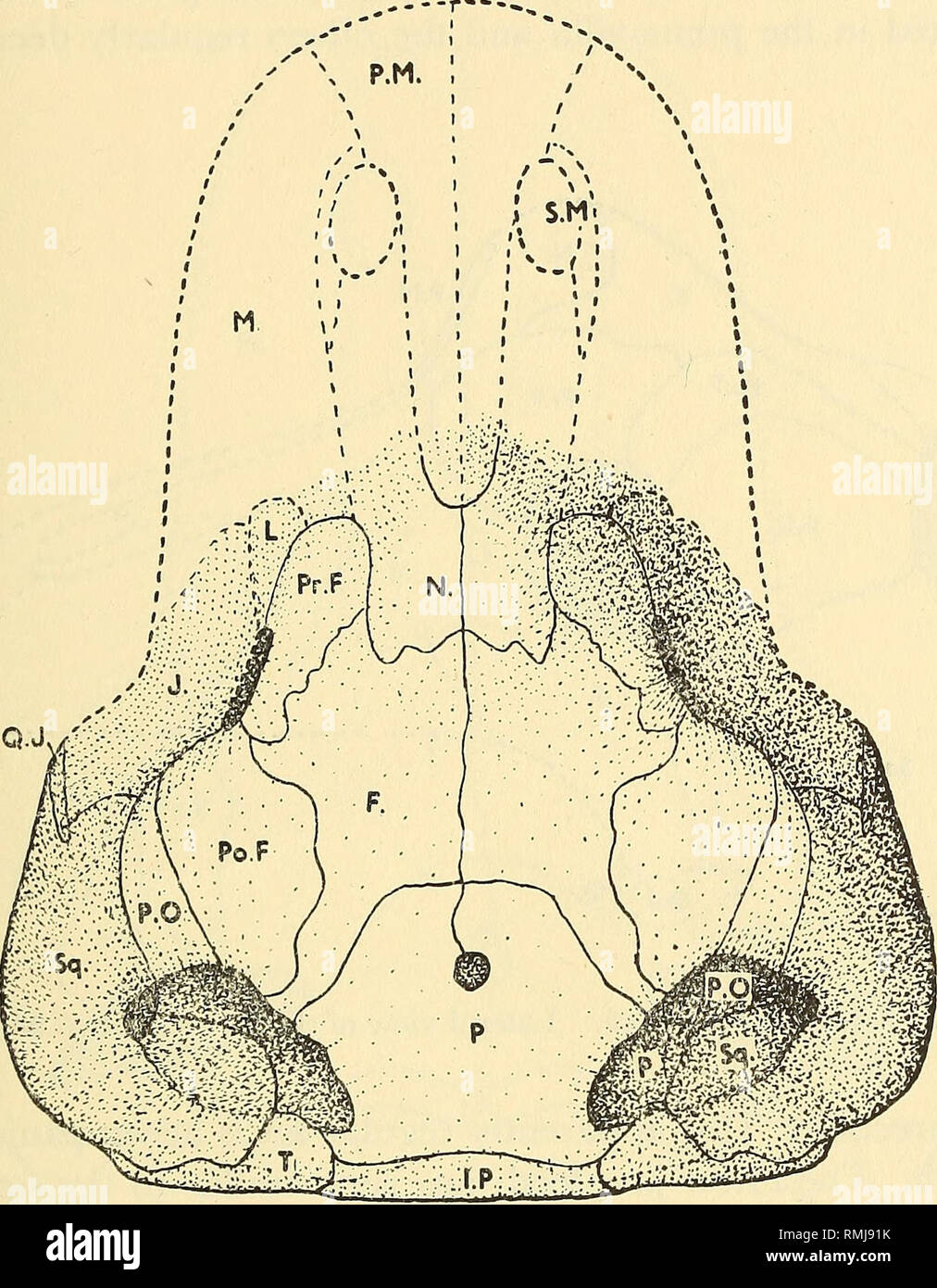 . Annals of the South African Museum = Annale van die Suid-Afrikaanse ...