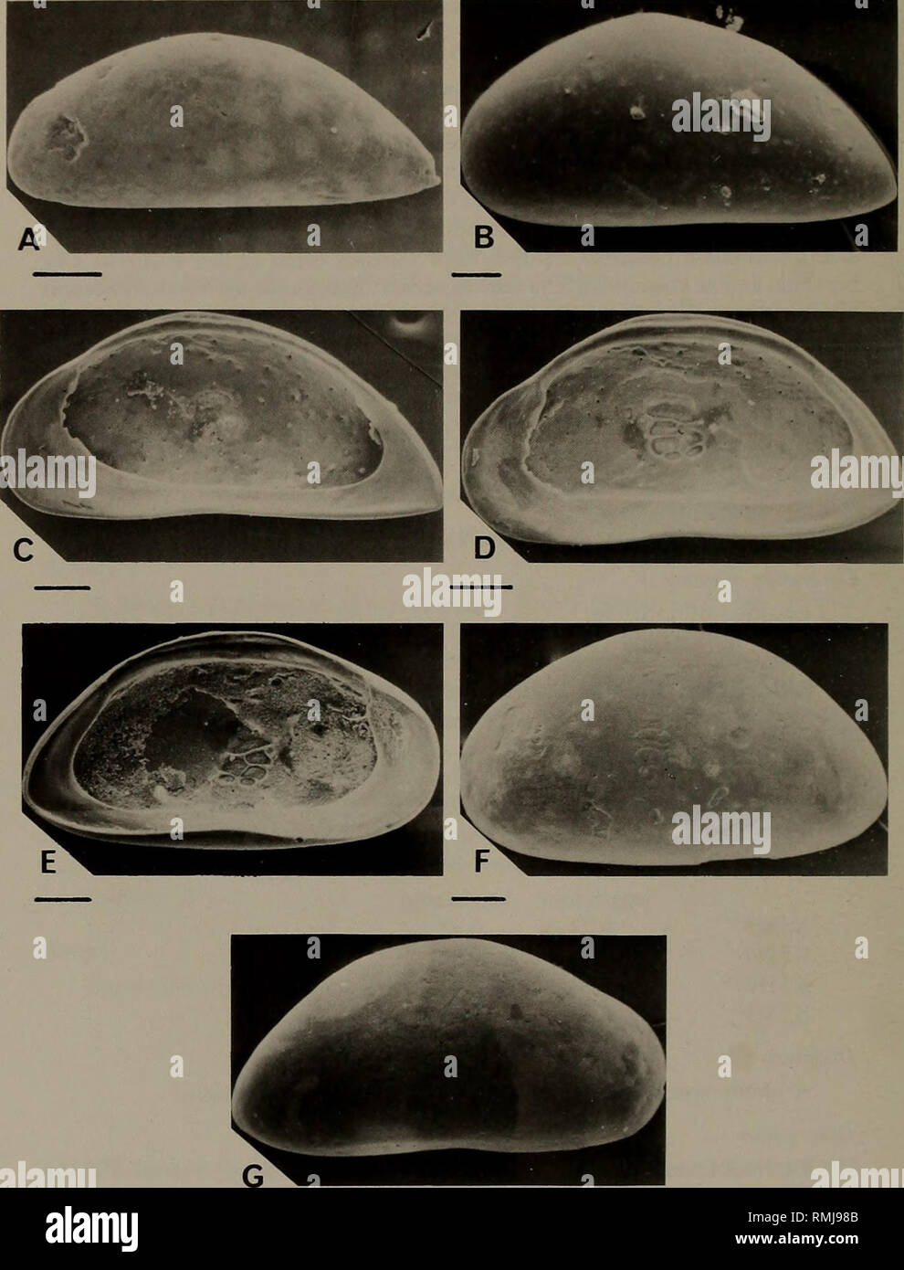 Zululan hi-res stock photography and images - Alamy