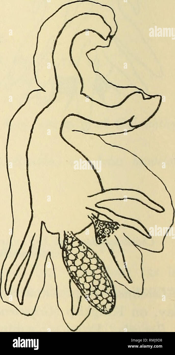 Biramous appendage hi-res stock photography and images - Alamy