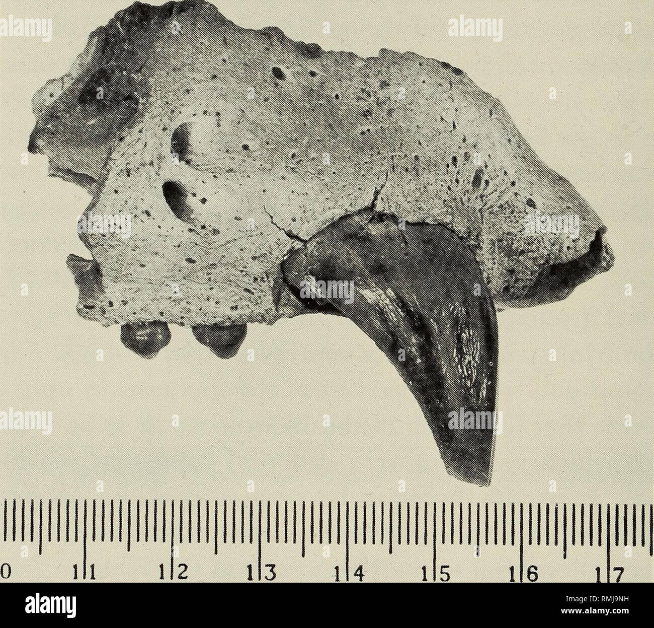 . Annals of the South African Museum = Annale van die Suid-Afrikaanse ...