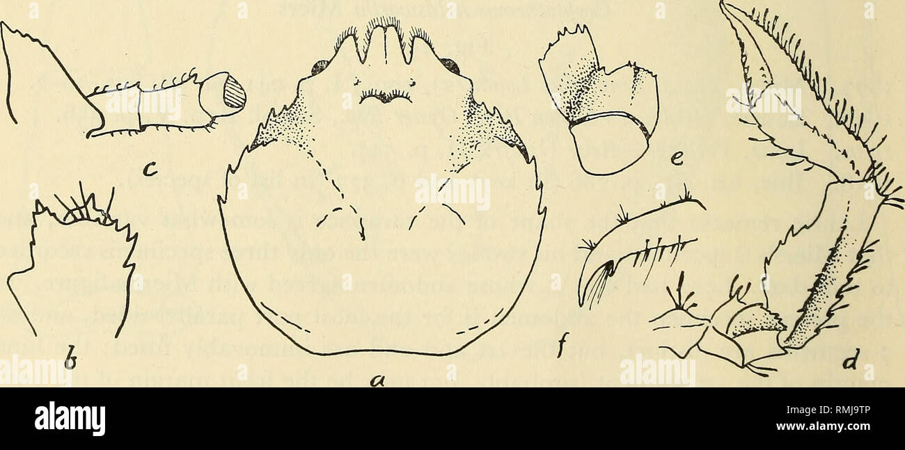 Cymodocea sp hi-res stock photography and images - Alamy