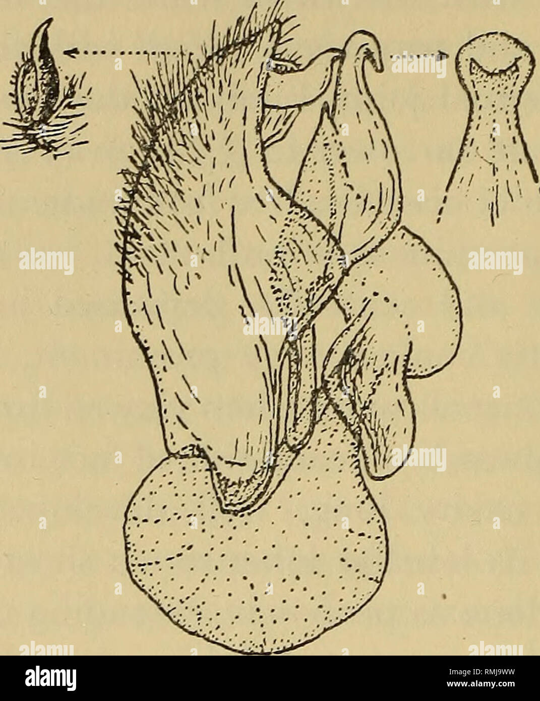 Occipital triangle hi-res stock photography and images - Alamy