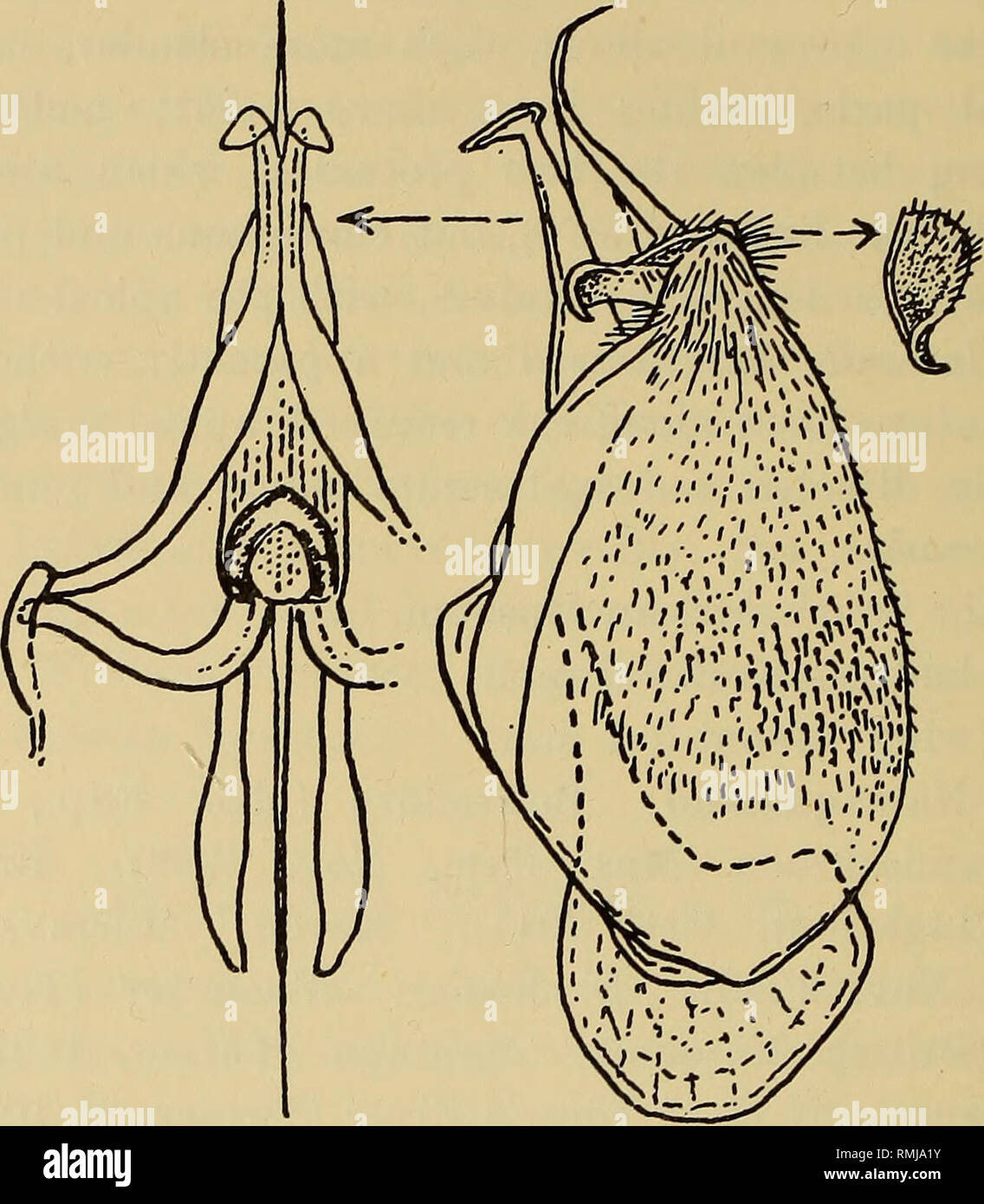 Mesopleuron hi-res stock photography and images - Alamy