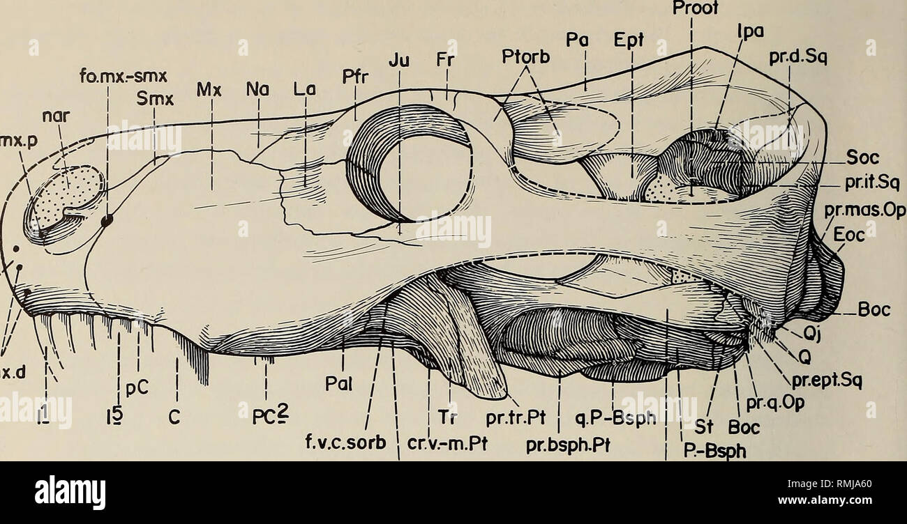 . Annals of the South African Museum = Annale van die Suid-Afrikaanse ...