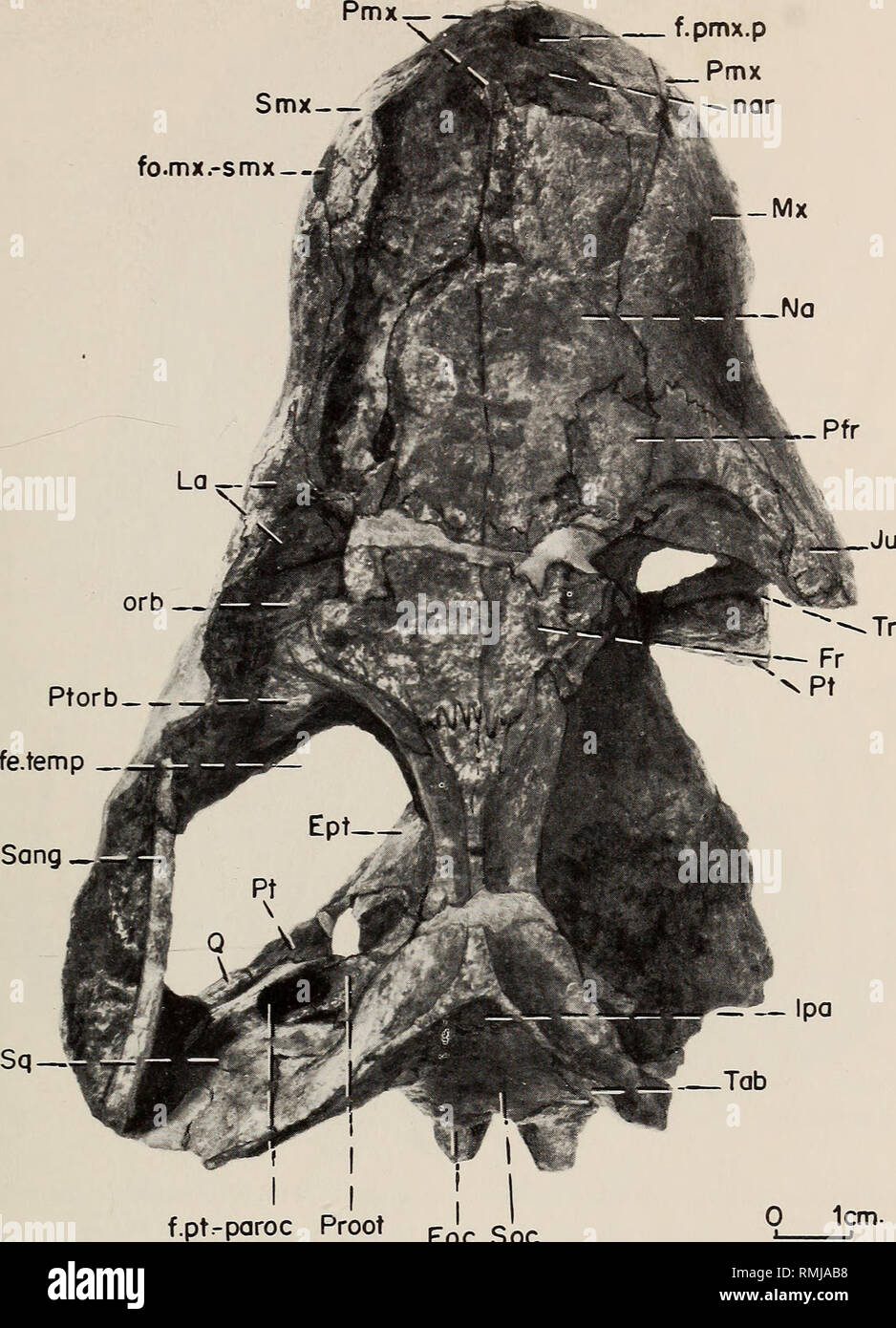 . Annals of the South African Museum = Annale van die Suid-Afrikaanse ...