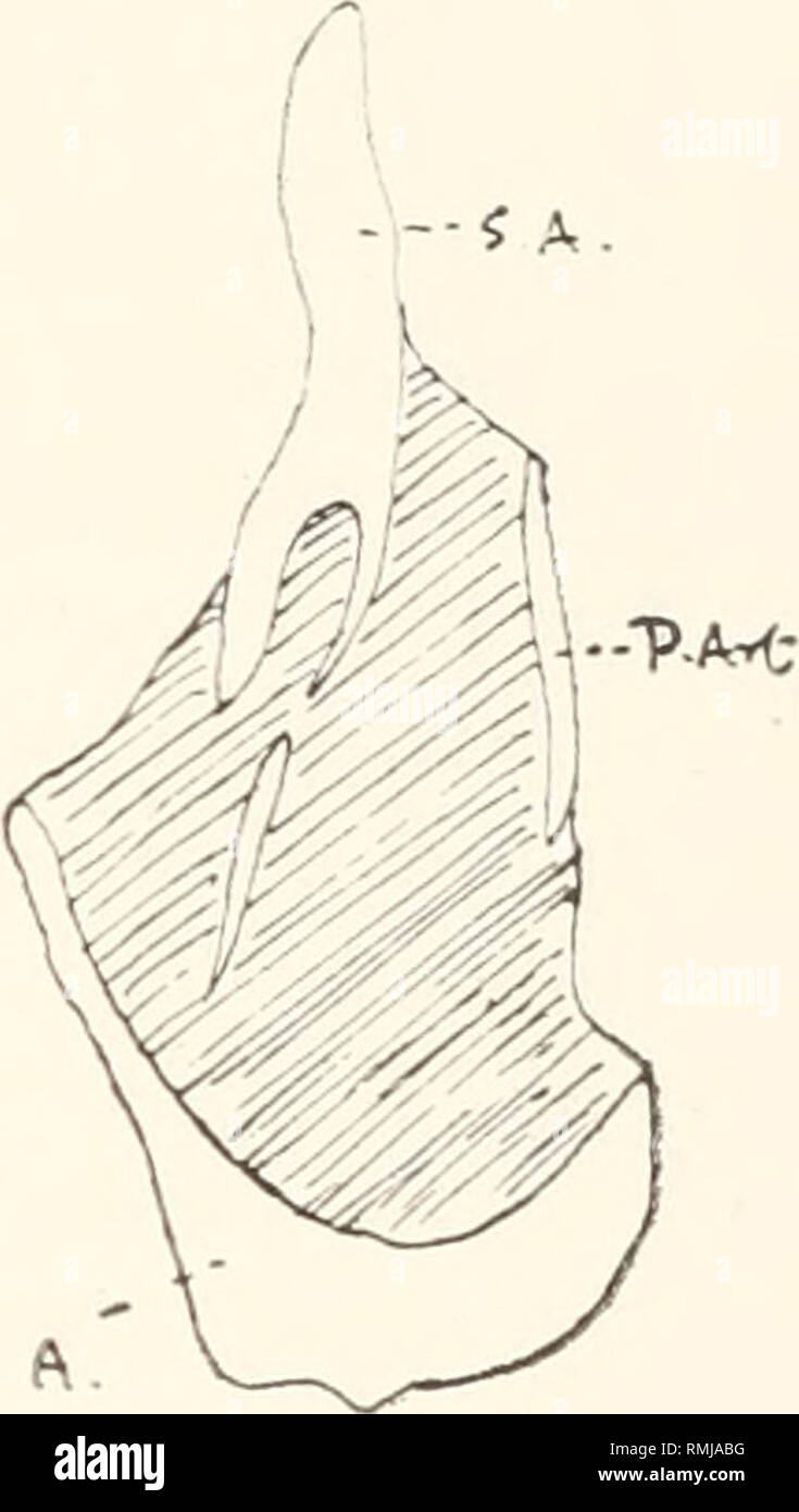 . Annals of the South African Museum. Annale van die Suid-Afrikaanse ...