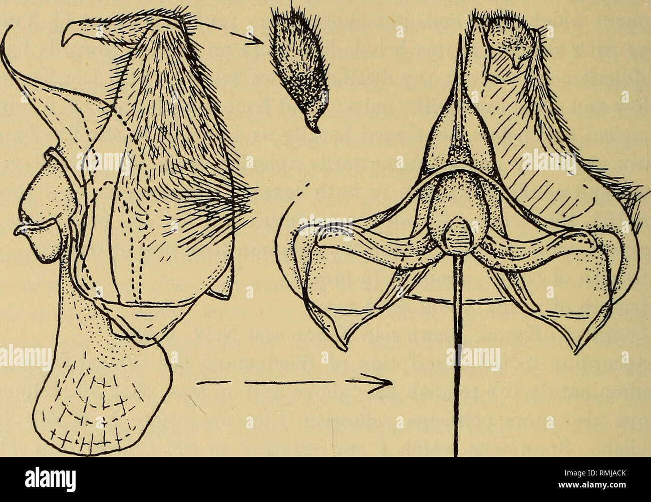 Mesopleuron hi-res stock photography and images - Alamy