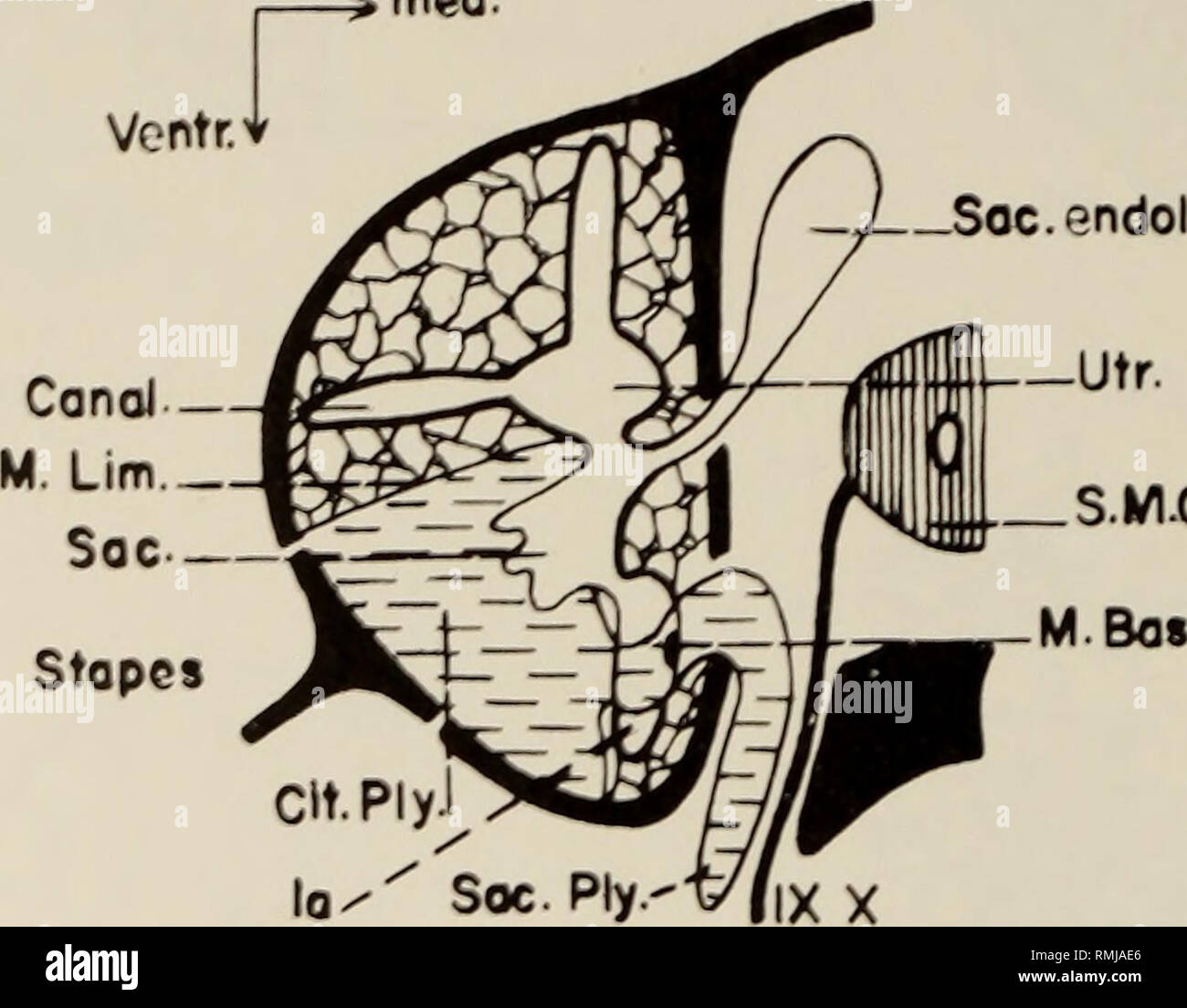 . Annals of the South African Museum = Annale van die Suid-Afrikaanse ...