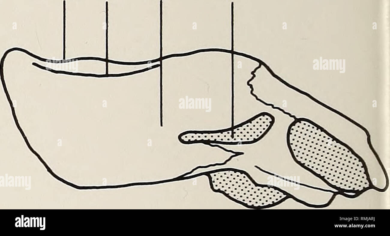 . Annals of the South African Museum = Annale van die Suid-Afrikaanse ...