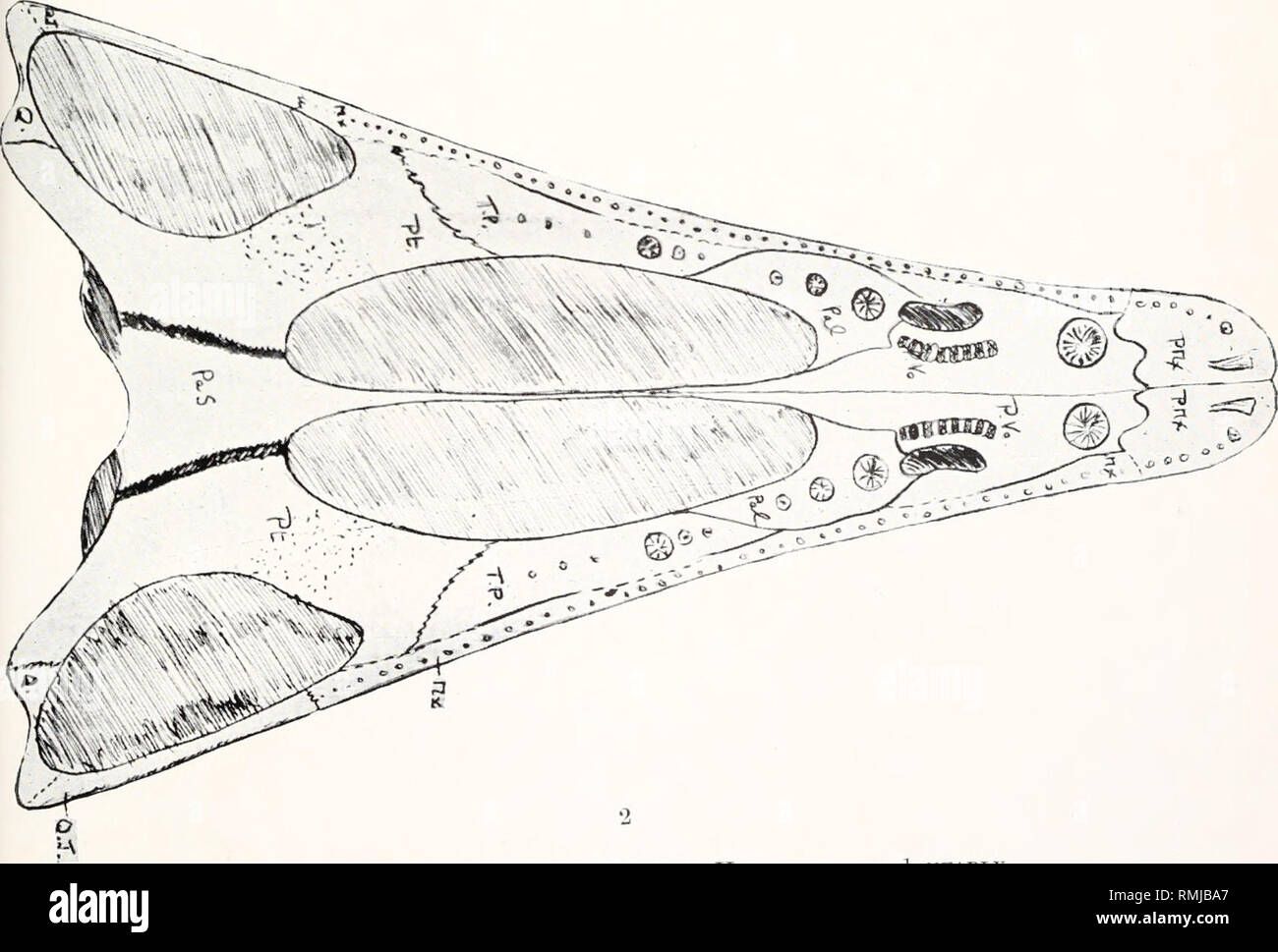 Trematosaurus hi-res stock photography and images - Alamy
