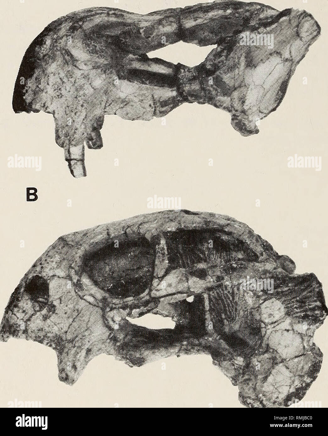 Diictodon fossil hi-res stock photography and images - Alamy