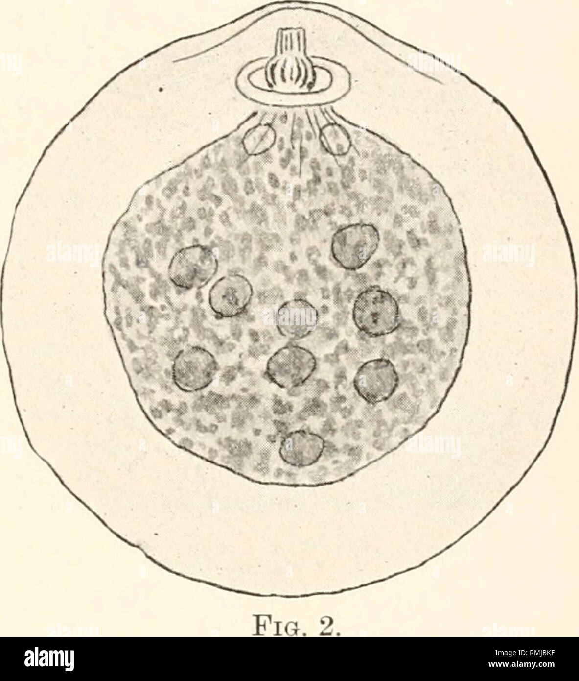 . Annals of the South African Museum. Annale van die Suid-Afrikaanse ...