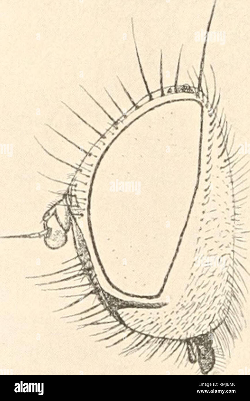 Oestridae hi-res stock photography and images - Alamy
