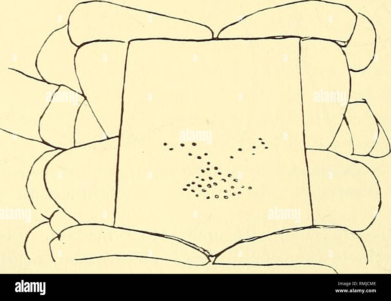 . Annals of the South African Museum = Annale van die Suid-Afrikaanse ...