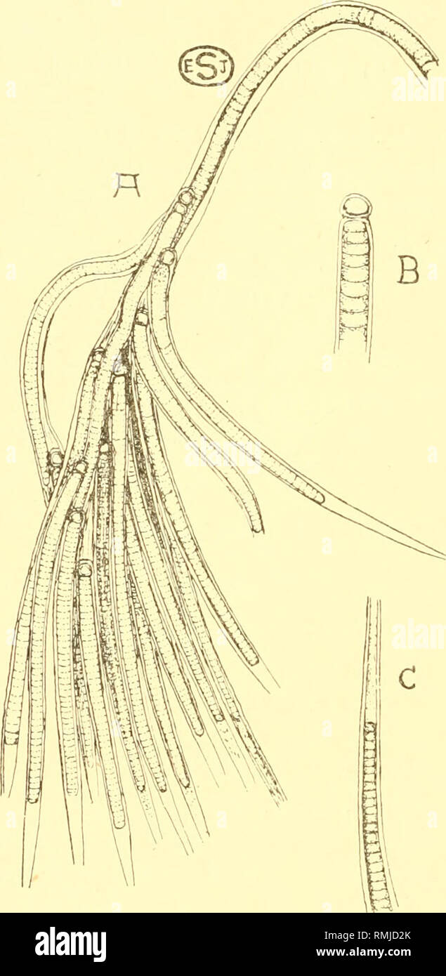 Calothrix sp hi-res stock photography and images - Alamy