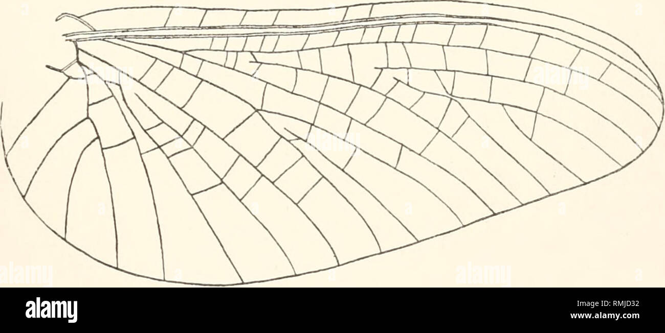 Short Hindwing High Resolution Stock Photography and Images - Alamy