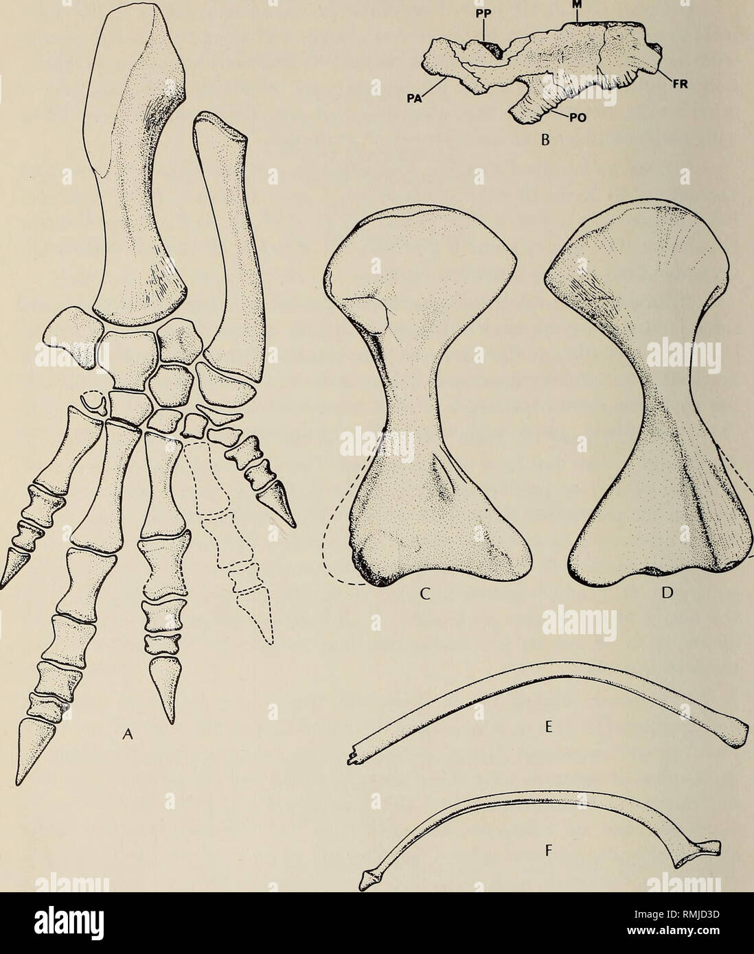 Sphenacodonts hi-res stock photography and images - Alamy