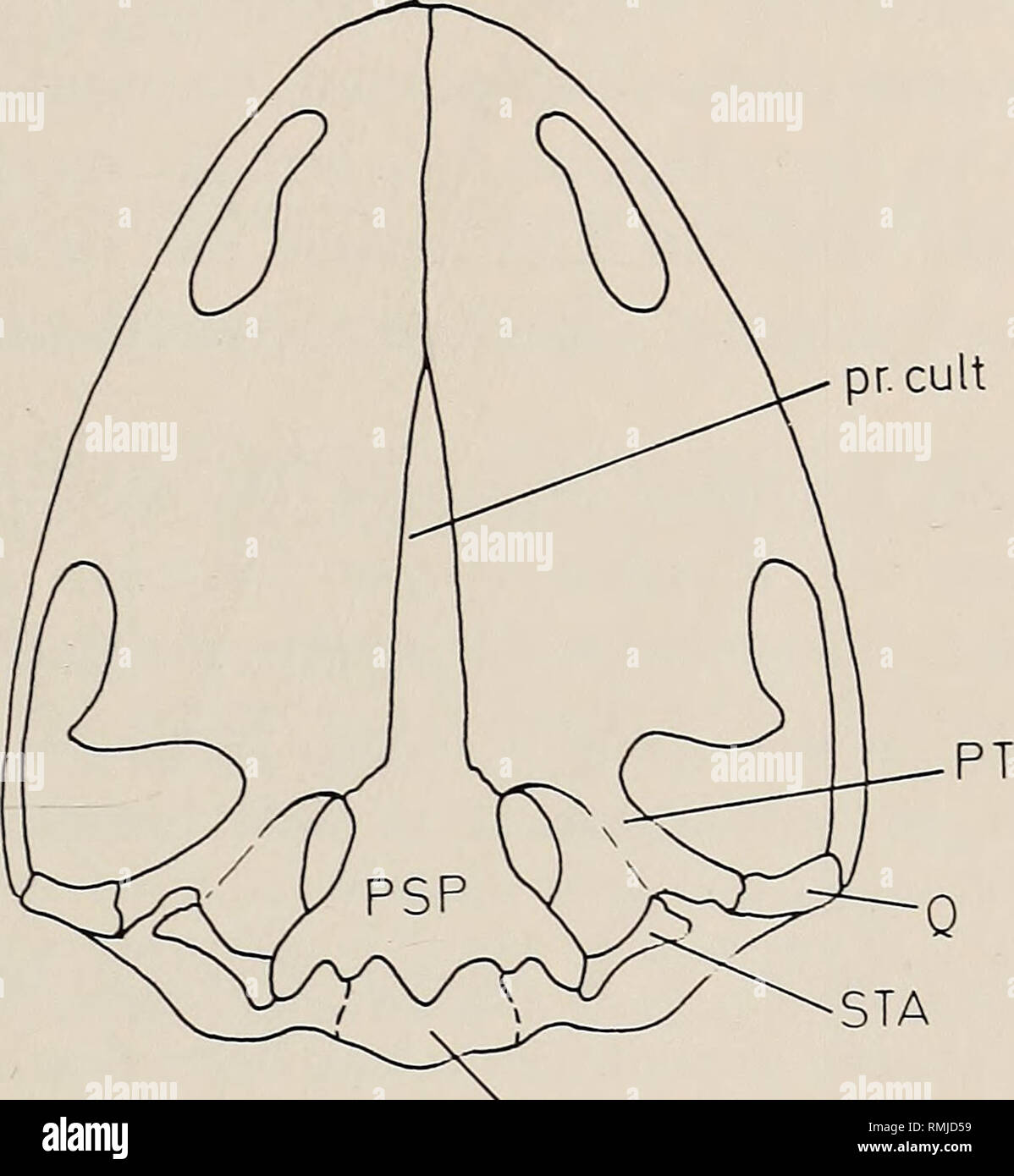 . Annals of the South African Museum = Annale van die Suid-Afrikaanse ...
