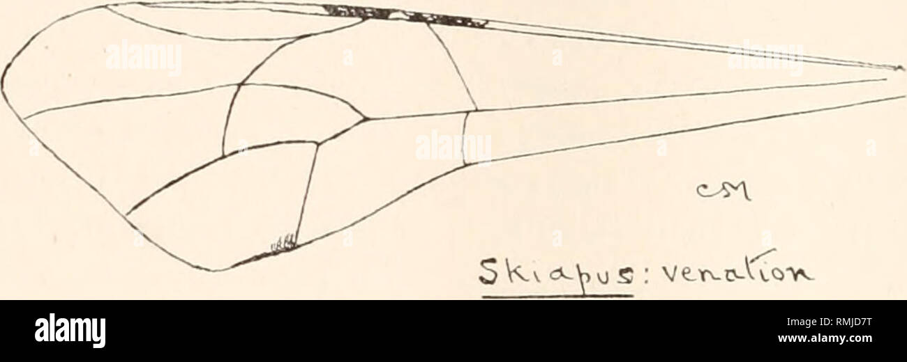 Skiapodes hi-res stock photography and images - Alamy