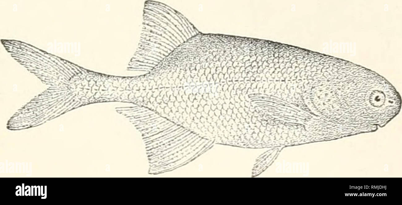 . Annals of the South African Museum. Annale van die Suid-Afrikaanse ...
