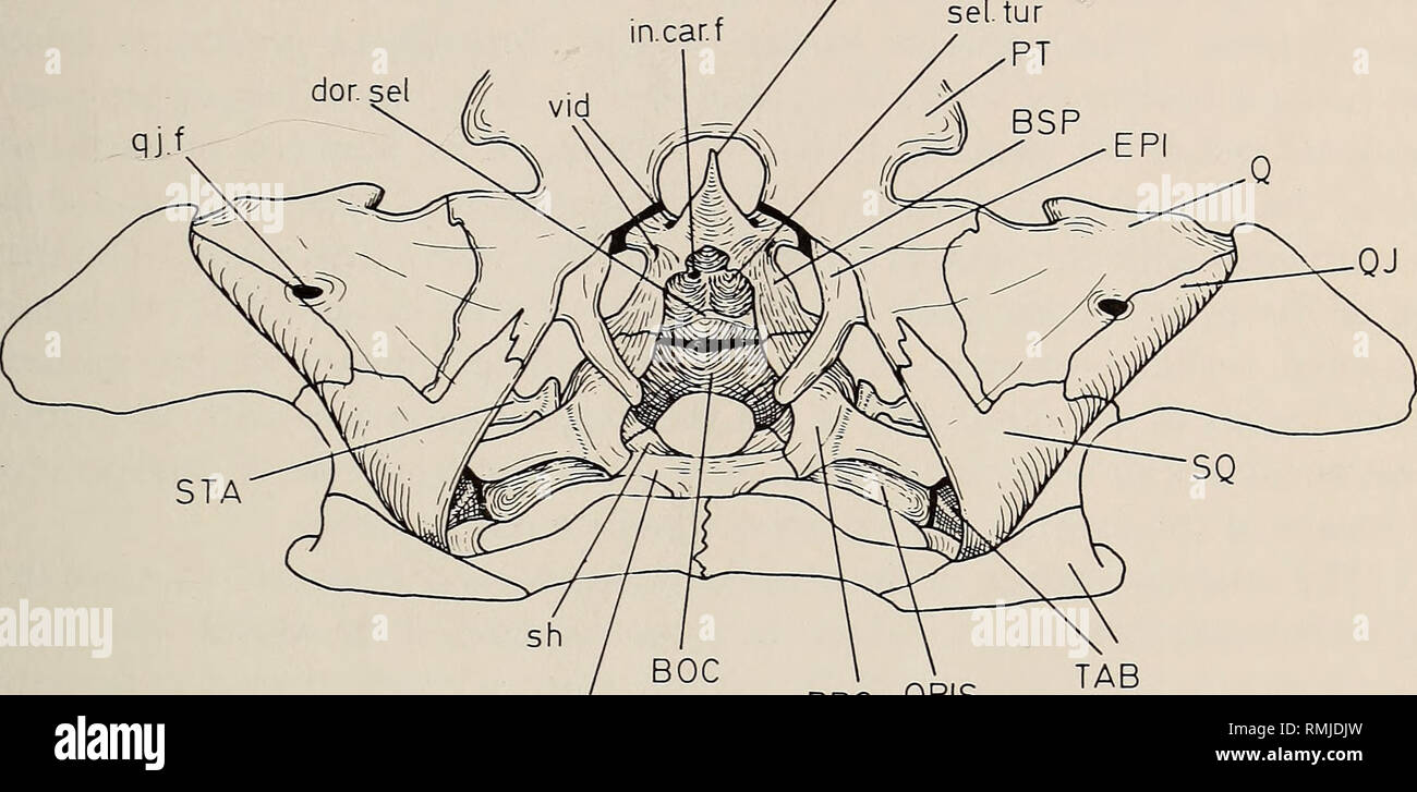 . Annals of the South African Museum = Annale van die Suid-Afrikaanse ...