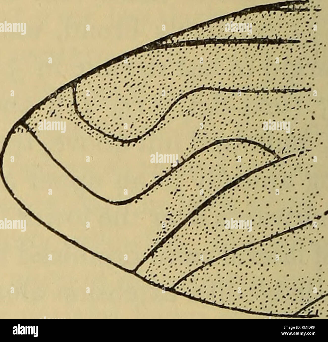 . Annals of the South African Museum = Annale van die Suid-Afrikaanse ...