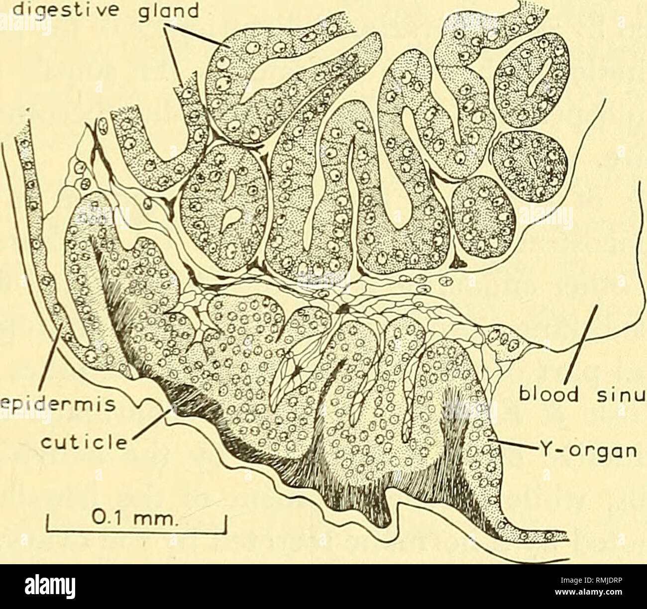 Oesophageal gland hi-res stock photography and images - Alamy