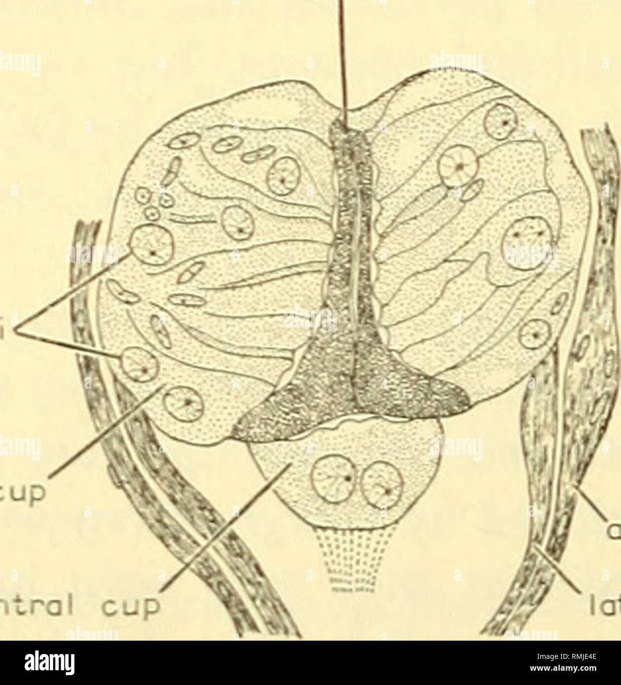 Statocyst hi-res stock photography and images - Alamy