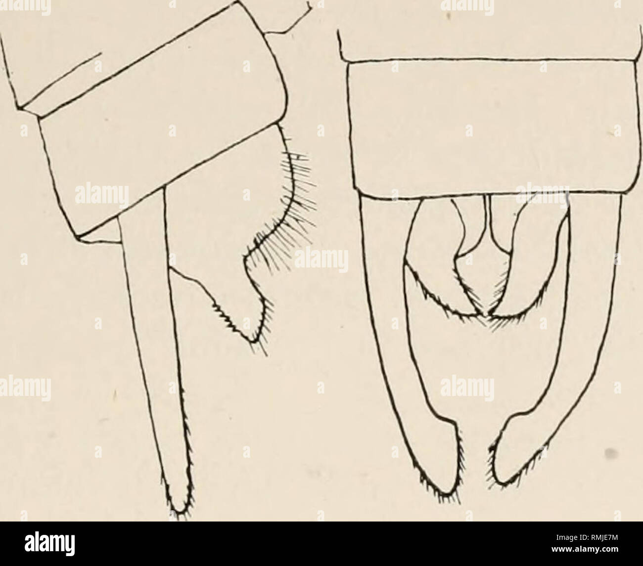 . Annals of the South African Museum. Annale van die Suid-Afrikaanse ...