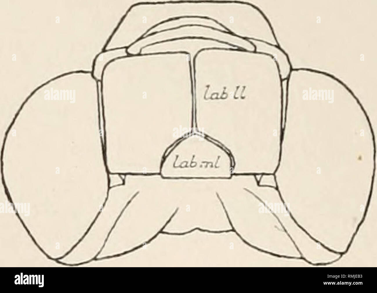 Occipital triangle hi-res stock photography and images - Alamy