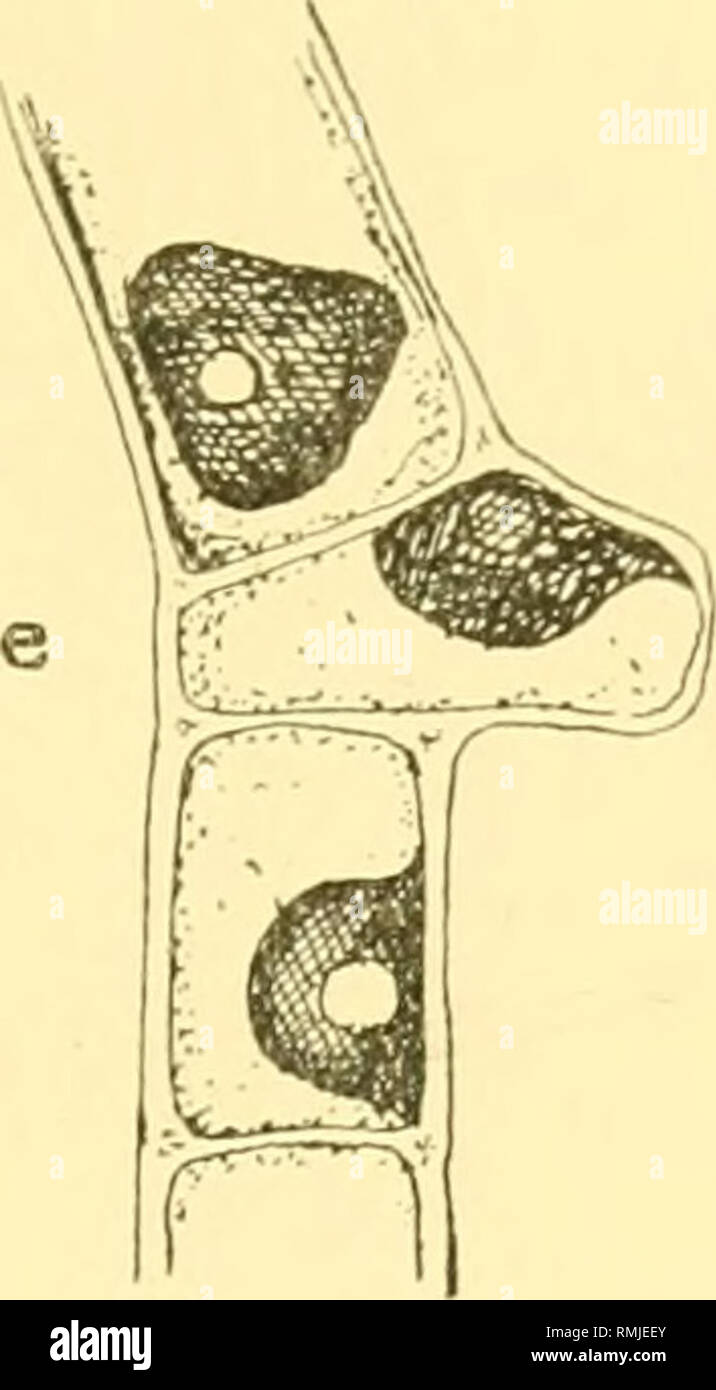 Hormidium hi-res stock photography and images - Alamy