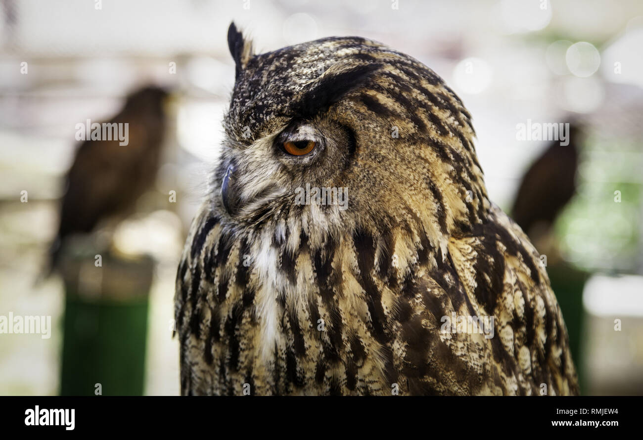 Wild trained owl, detail of large bird Stock Photo - Alamy