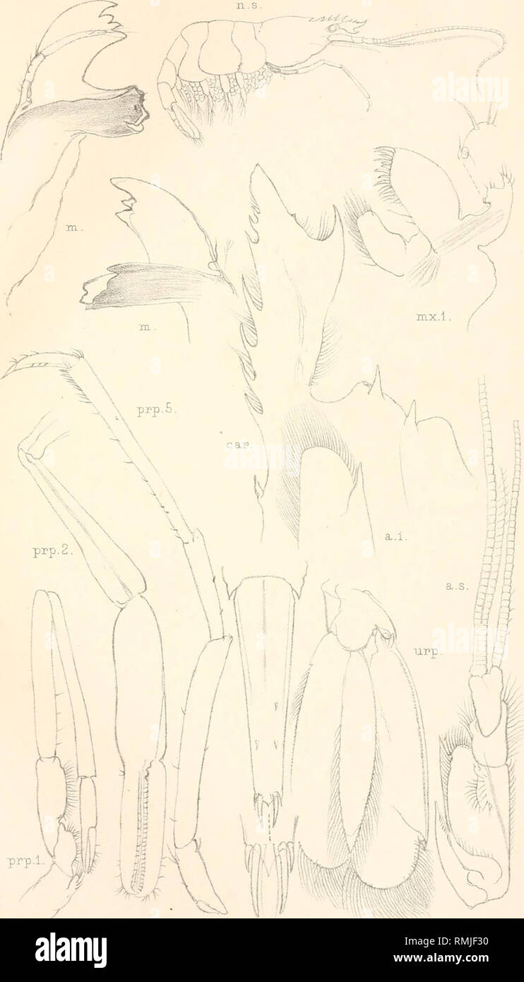 . Annals of the South African Museum. Annale van die Suid-Afrikaanse ...