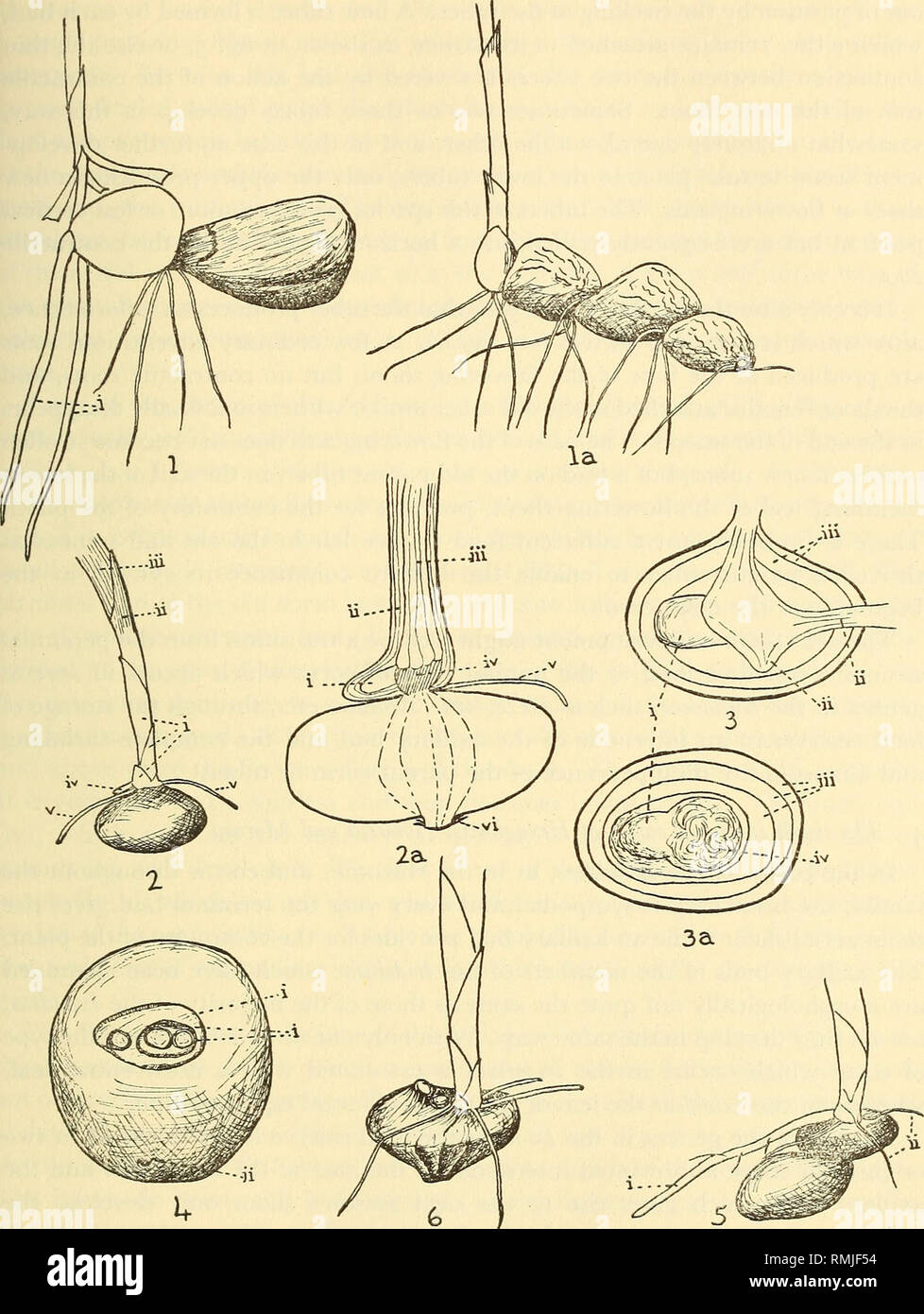 contractile roots drawing