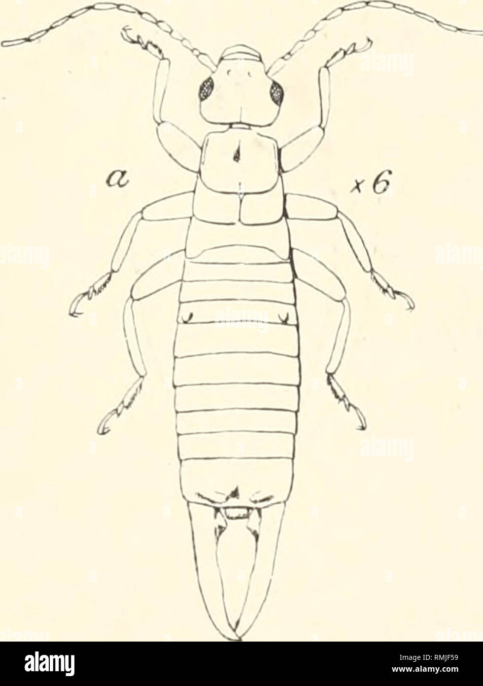 Earwigs b hi-res stock photography and images - Alamy