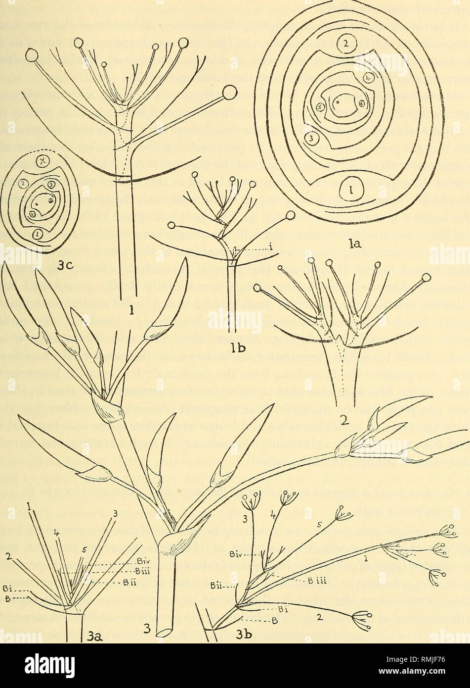 . Annals of the South African Museum = Annale van die Suid-Afrikaanse ...